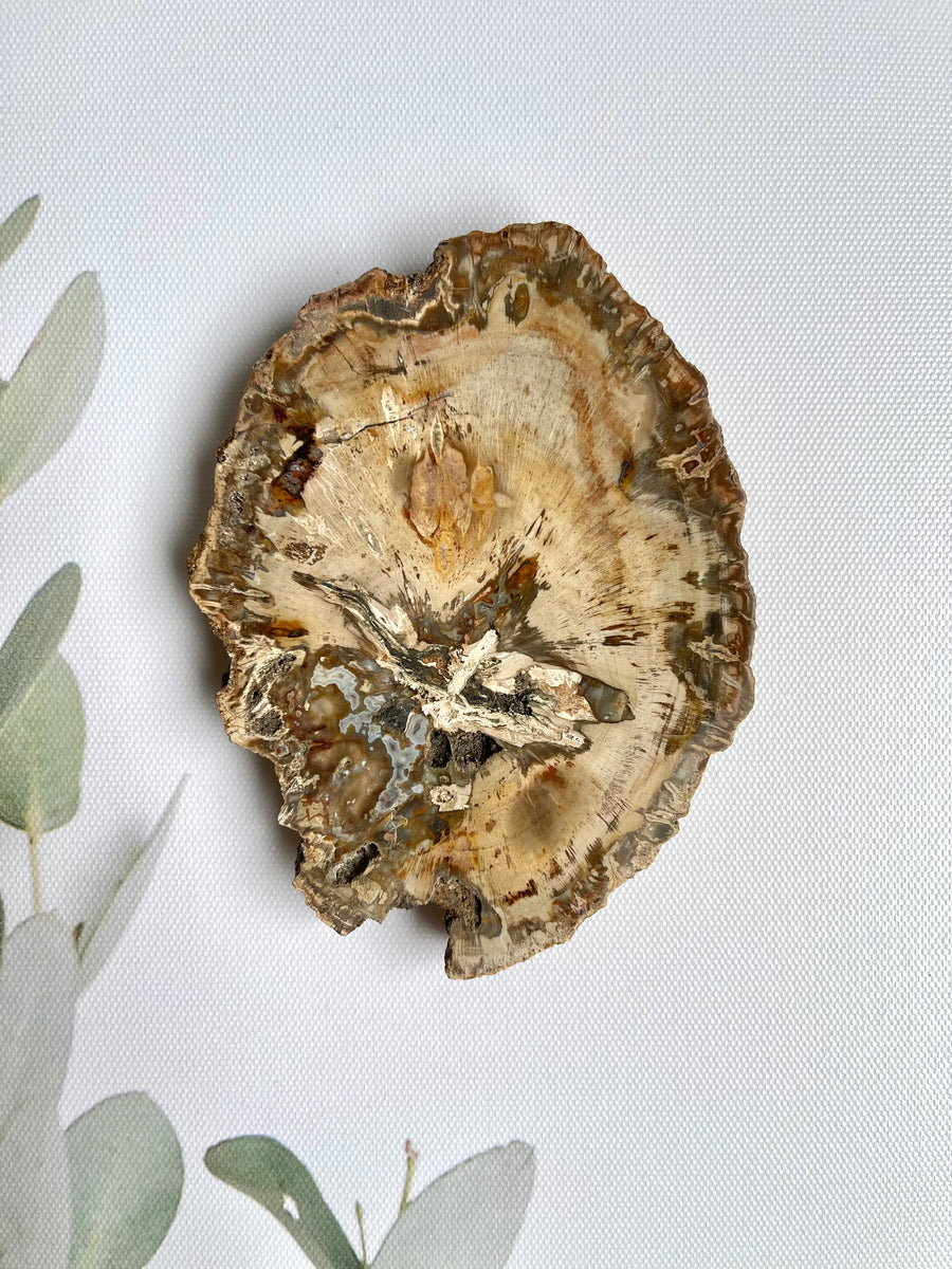 Petrified Wood Coaster - Light – Vie Gems and Sculptures